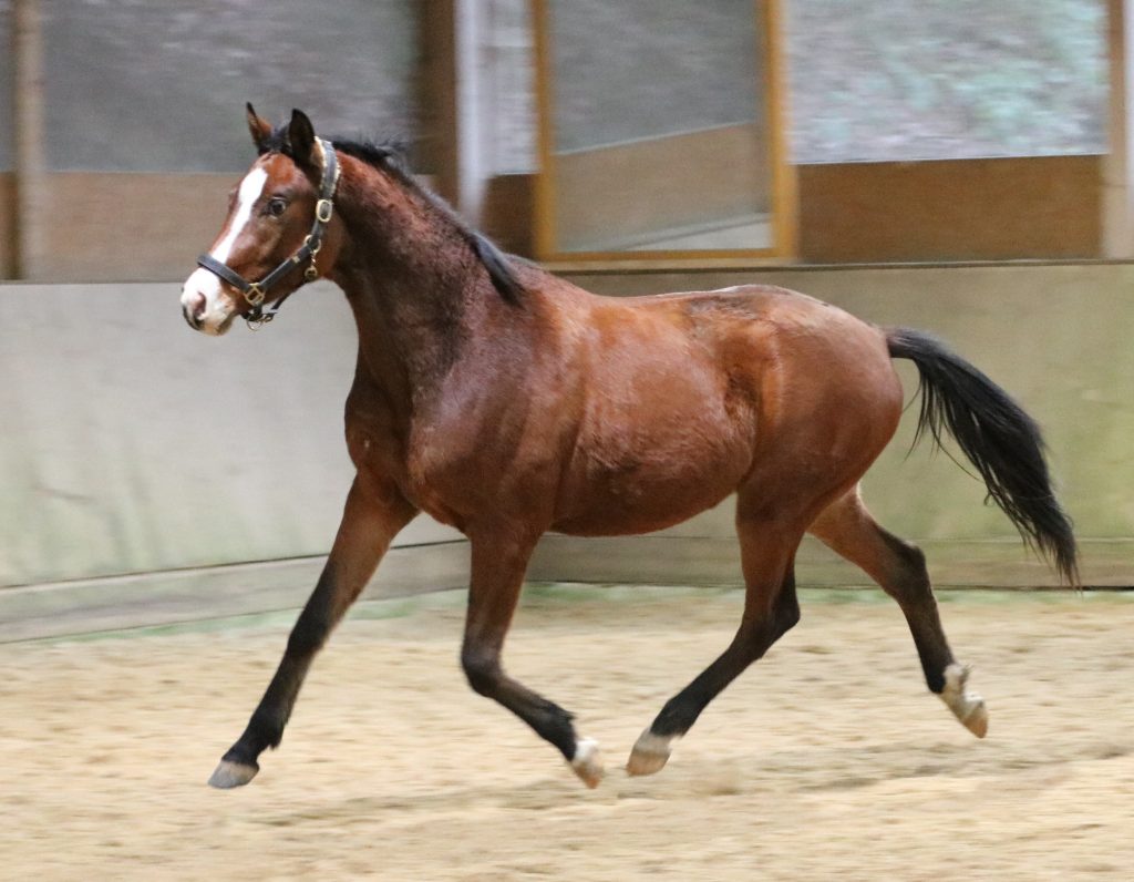 » dbo539969466 Archive - Reitanlage Hohe-Mark